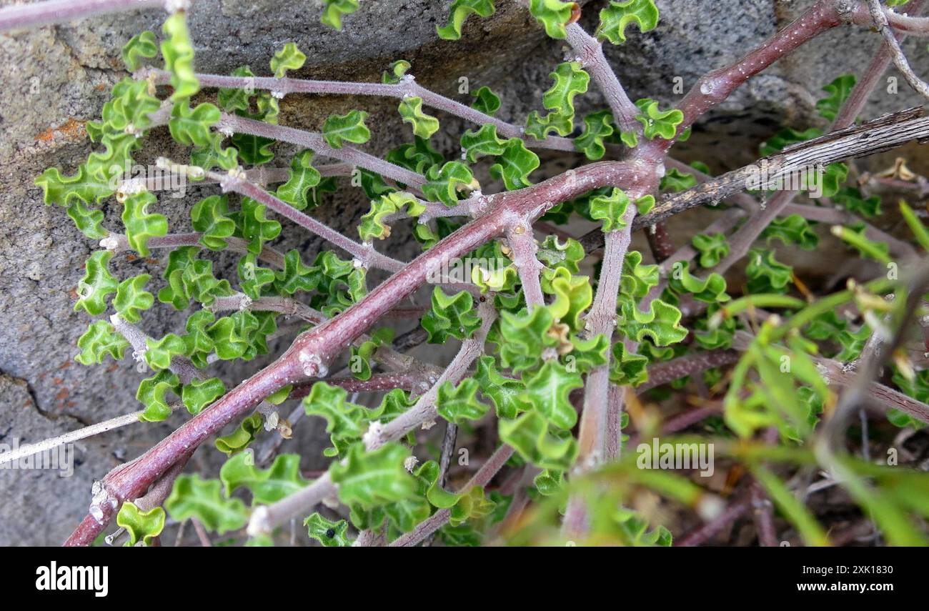 Kambro hi-res stock photography and images - Alamy