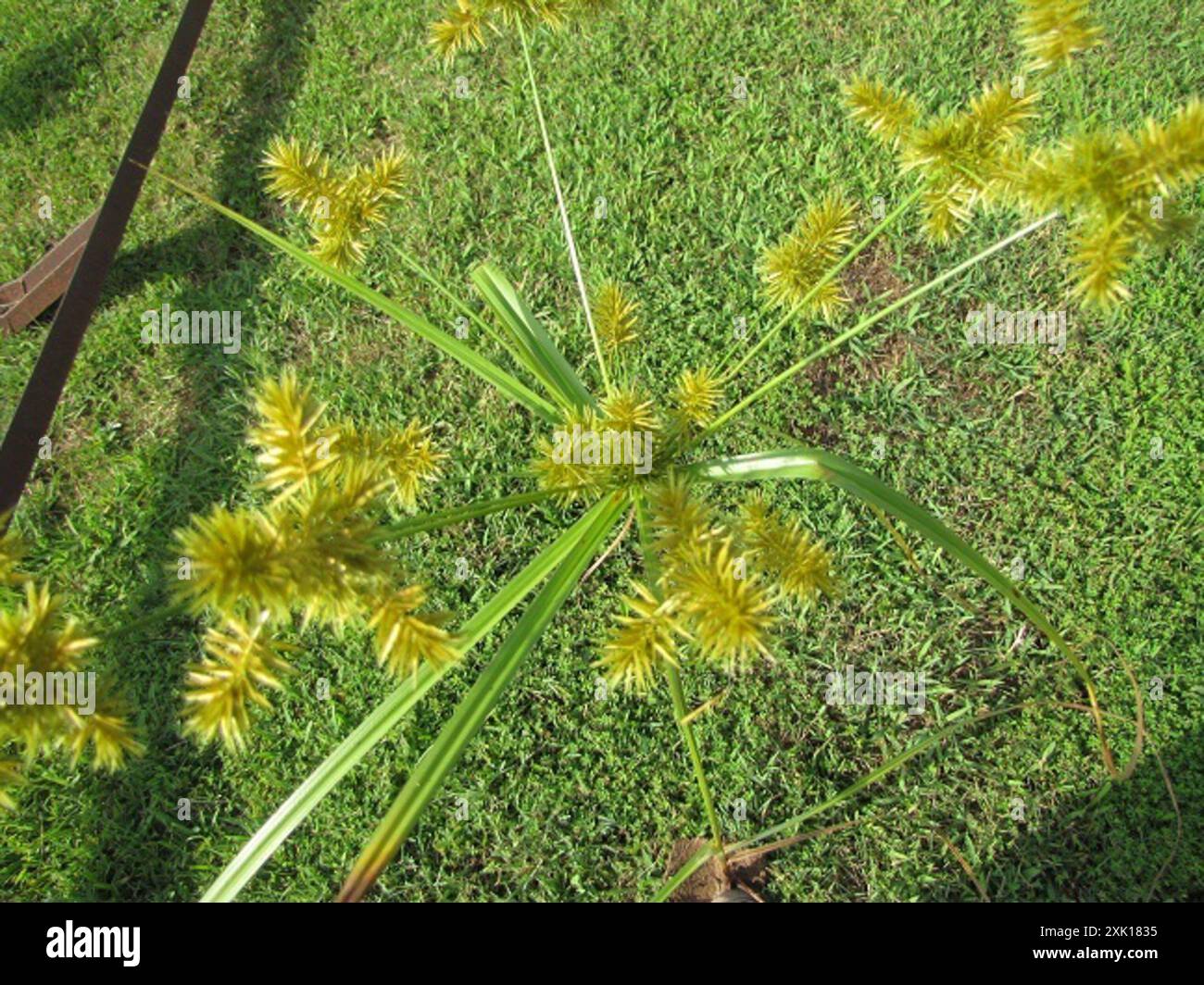 straw-colored flatsedge (Cyperus strigosus) Plantae Stock Photo - Alamy
