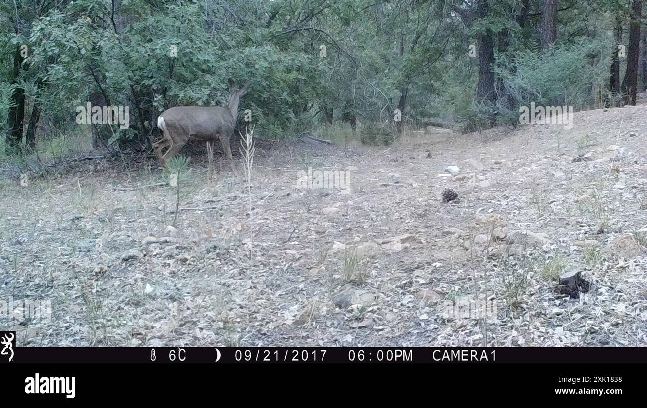 California Mule Deer (Odocoileus hemionus californicus) Mammalia Stock ...