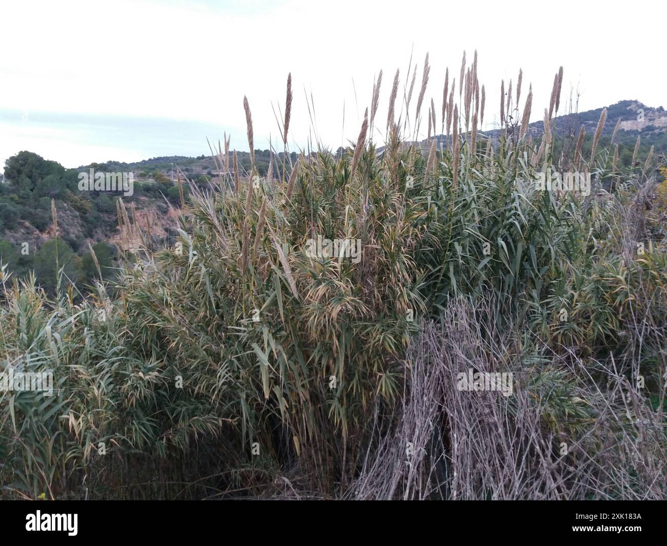giant reed (Arundo donax) Plantae Stock Photo - Alamy