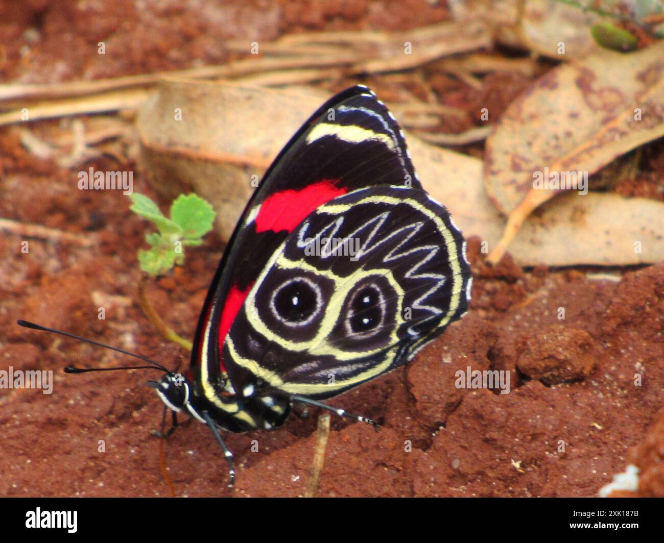 Callicore butterfly hi-res stock photography and images - Alamy
