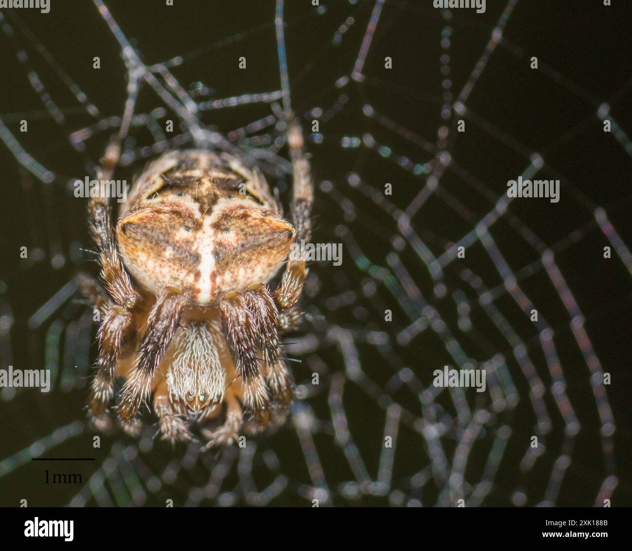 Angulate and Roundshouldered Orbweavers (Araneus) Arachnida Stock Photo ...