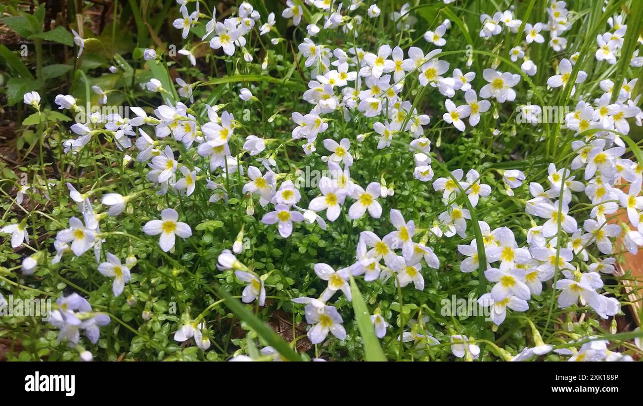 Thyme-leaved Bluet (Houstonia serpyllifolia) Plantae Stock Photo - Alamy