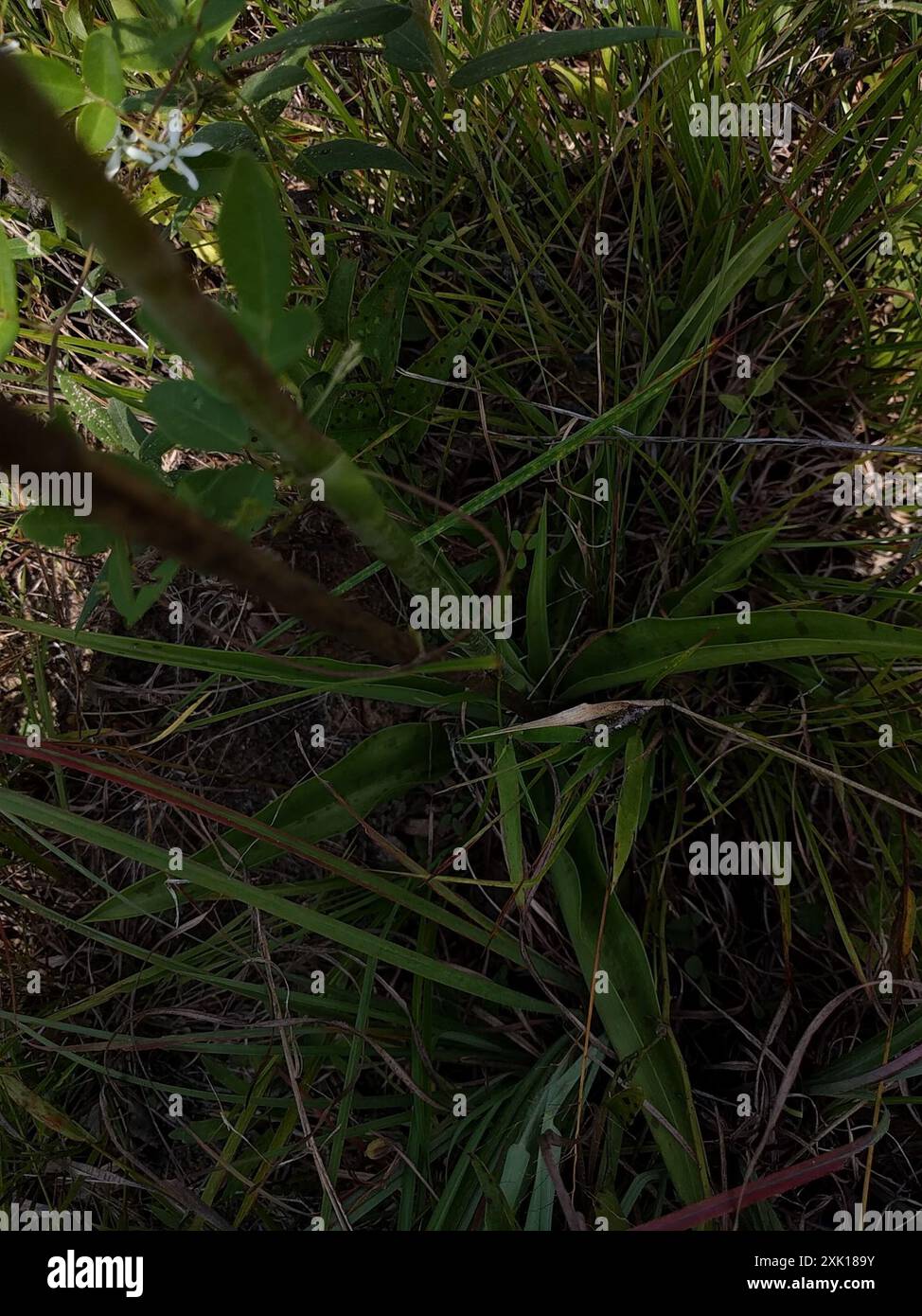 Manfreda virginica hi-res stock photography and images - Alamy