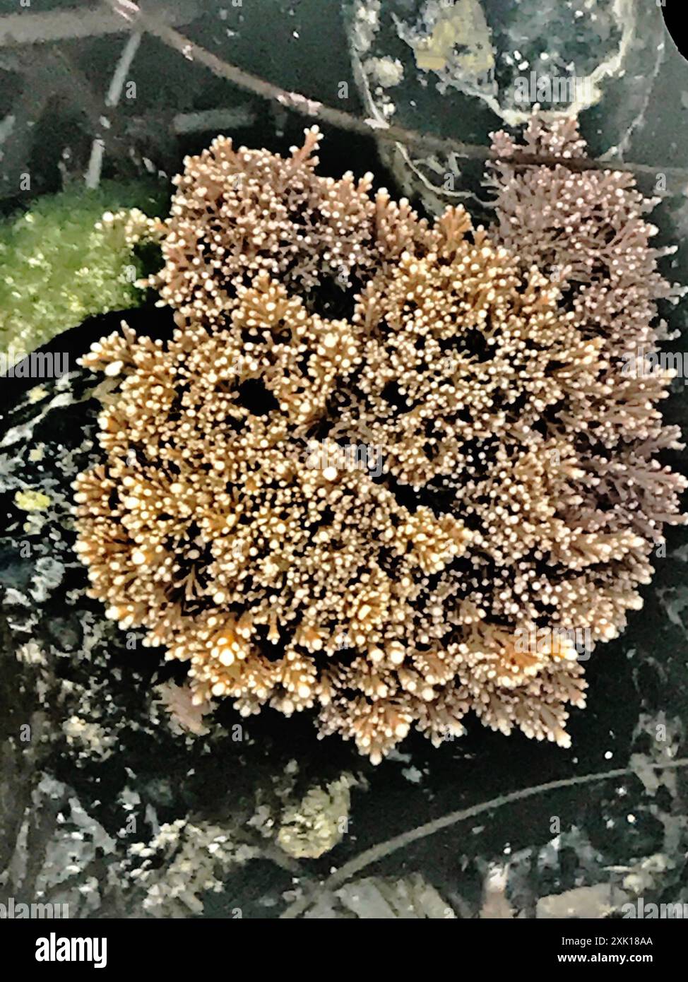 coralline algae (Corallinaceae) Plantae Stock Photo - Alamy