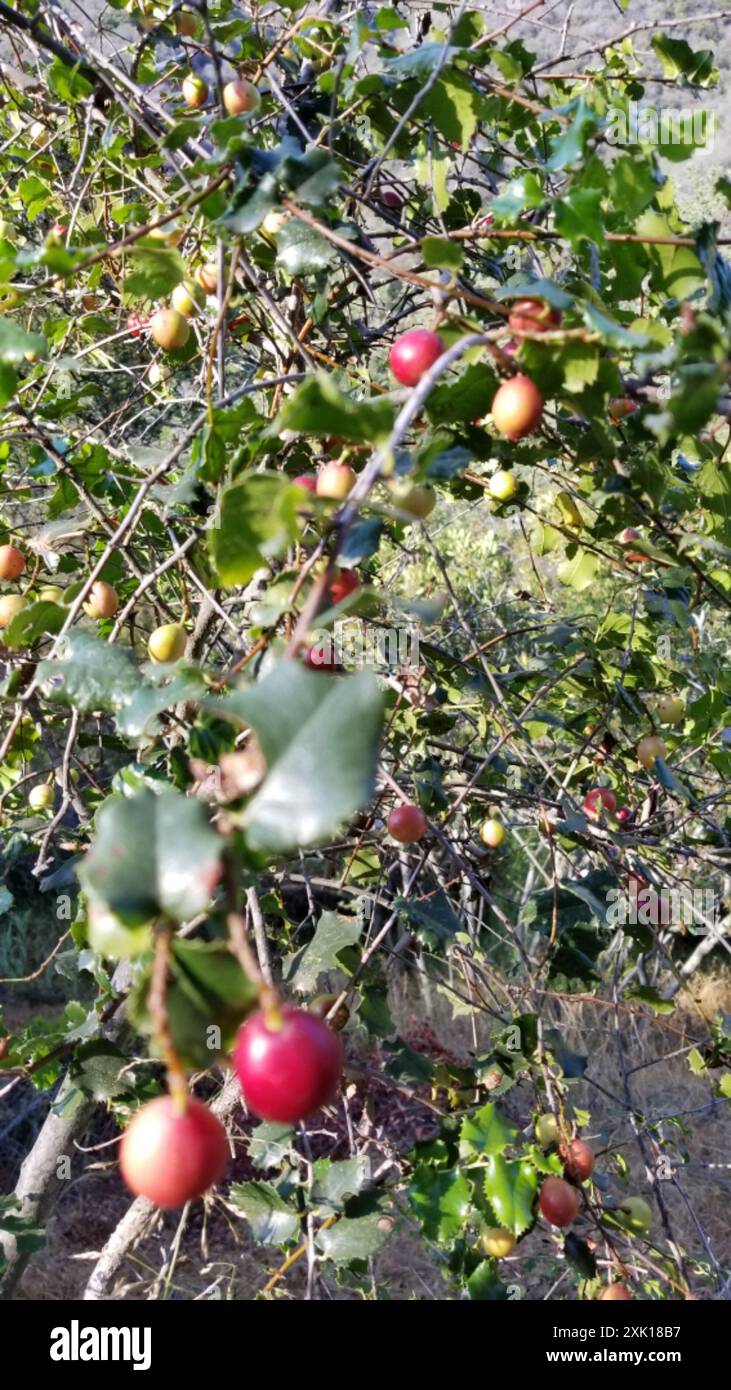 hollyleaf cherry (Prunus ilicifolia) Plantae Stock Photo - Alamy