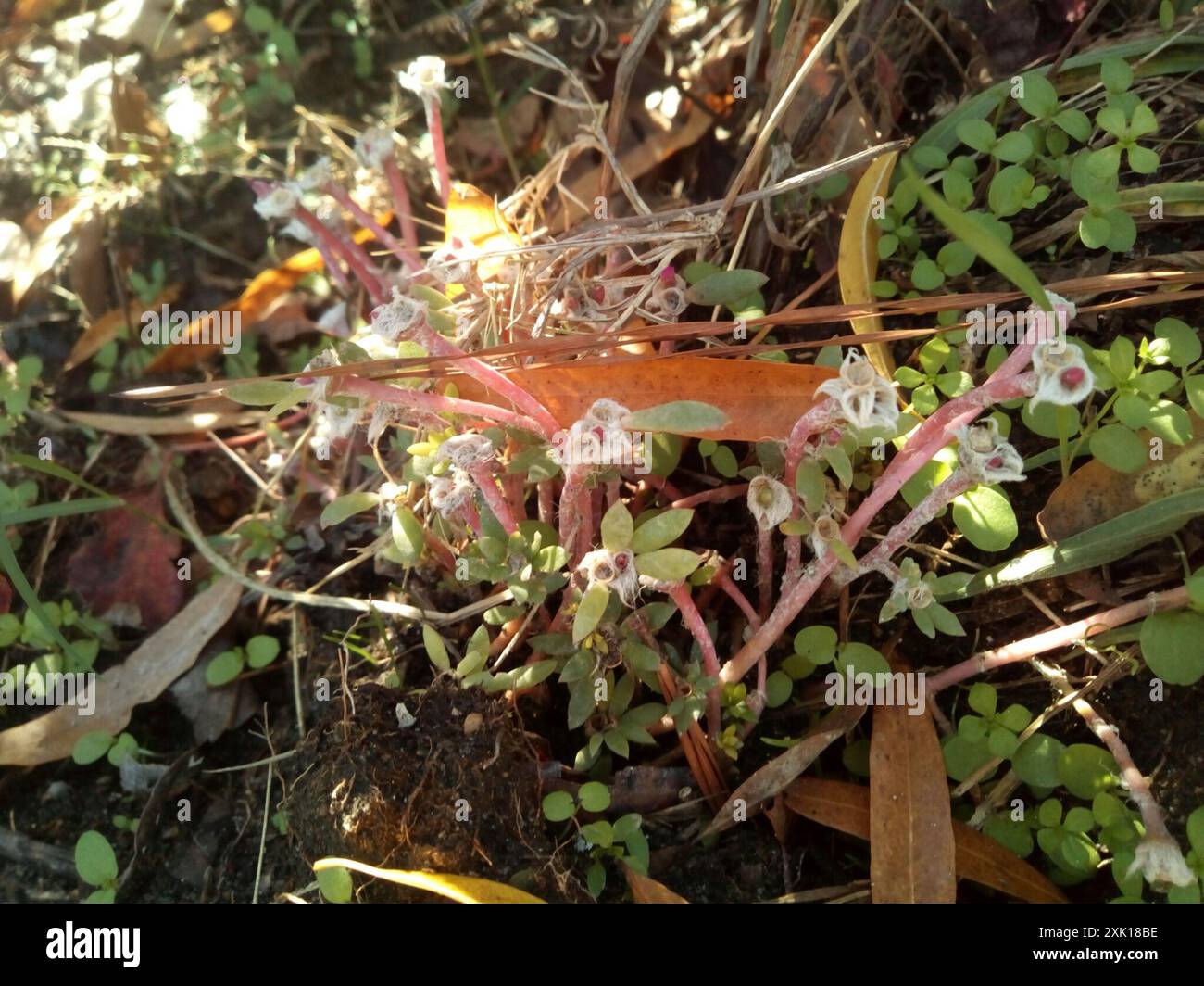 Paraguayan Purslane (Portulaca amilis) Plantae Stock Photo - Alamy