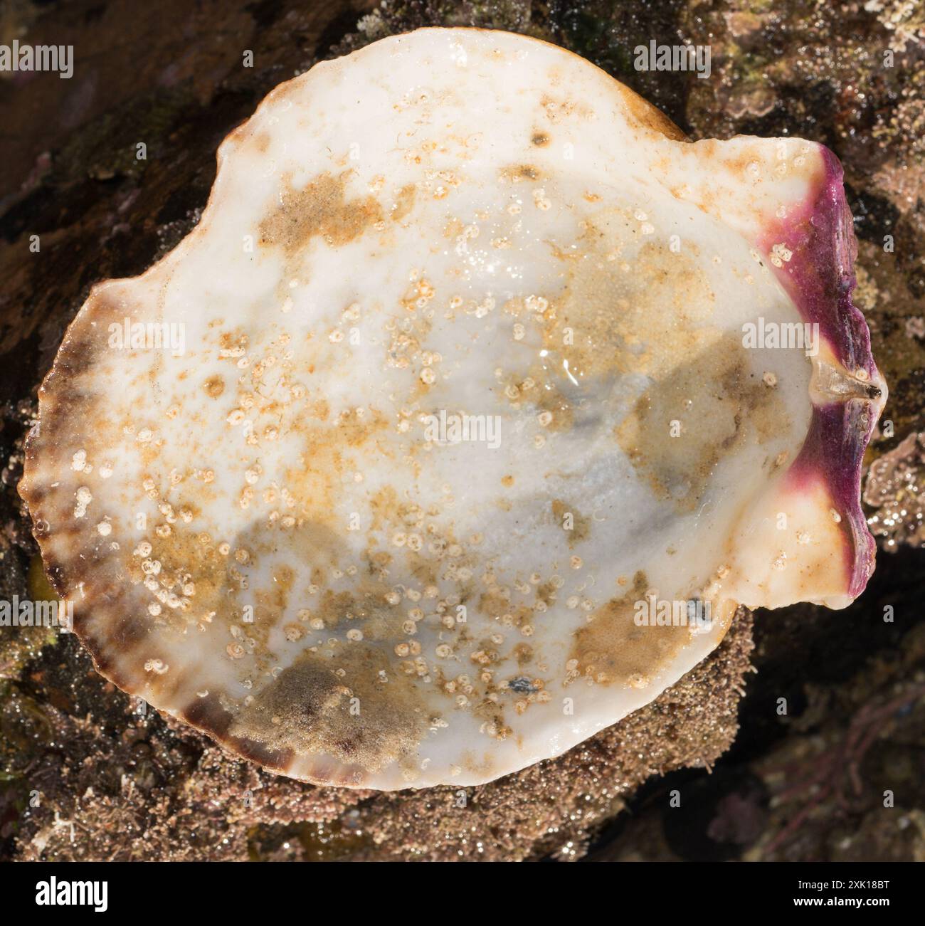Giant Rock Scallop (Crassadoma gigantea) Mollusca Stock Photo - Alamy
