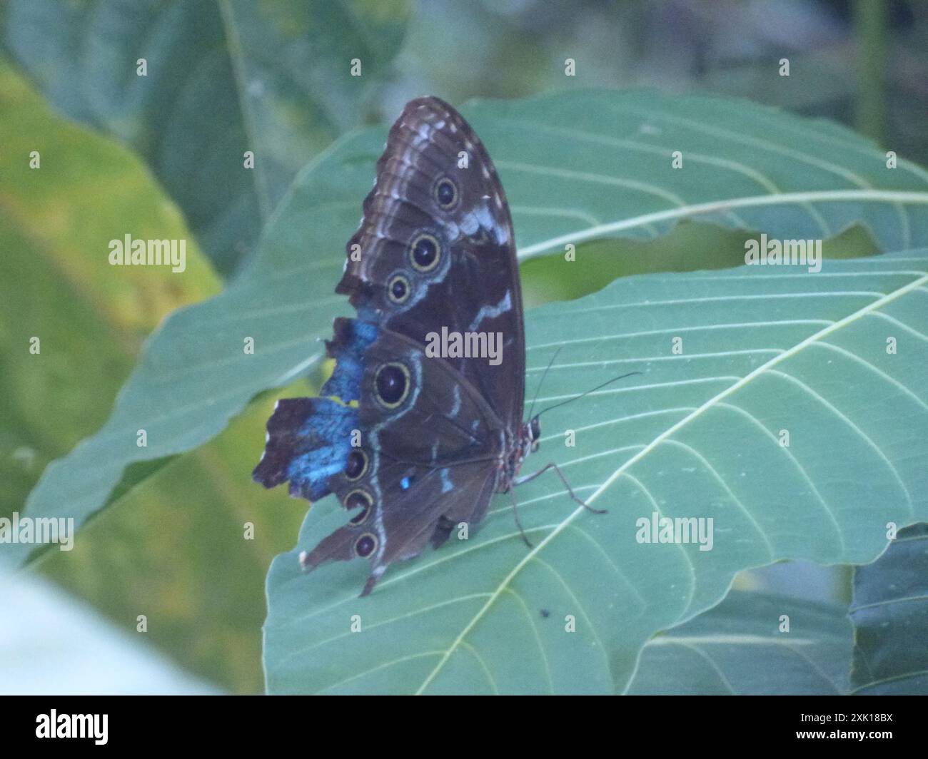Common Morpho (Morpho helenor) Insecta Stock Photo - Alamy