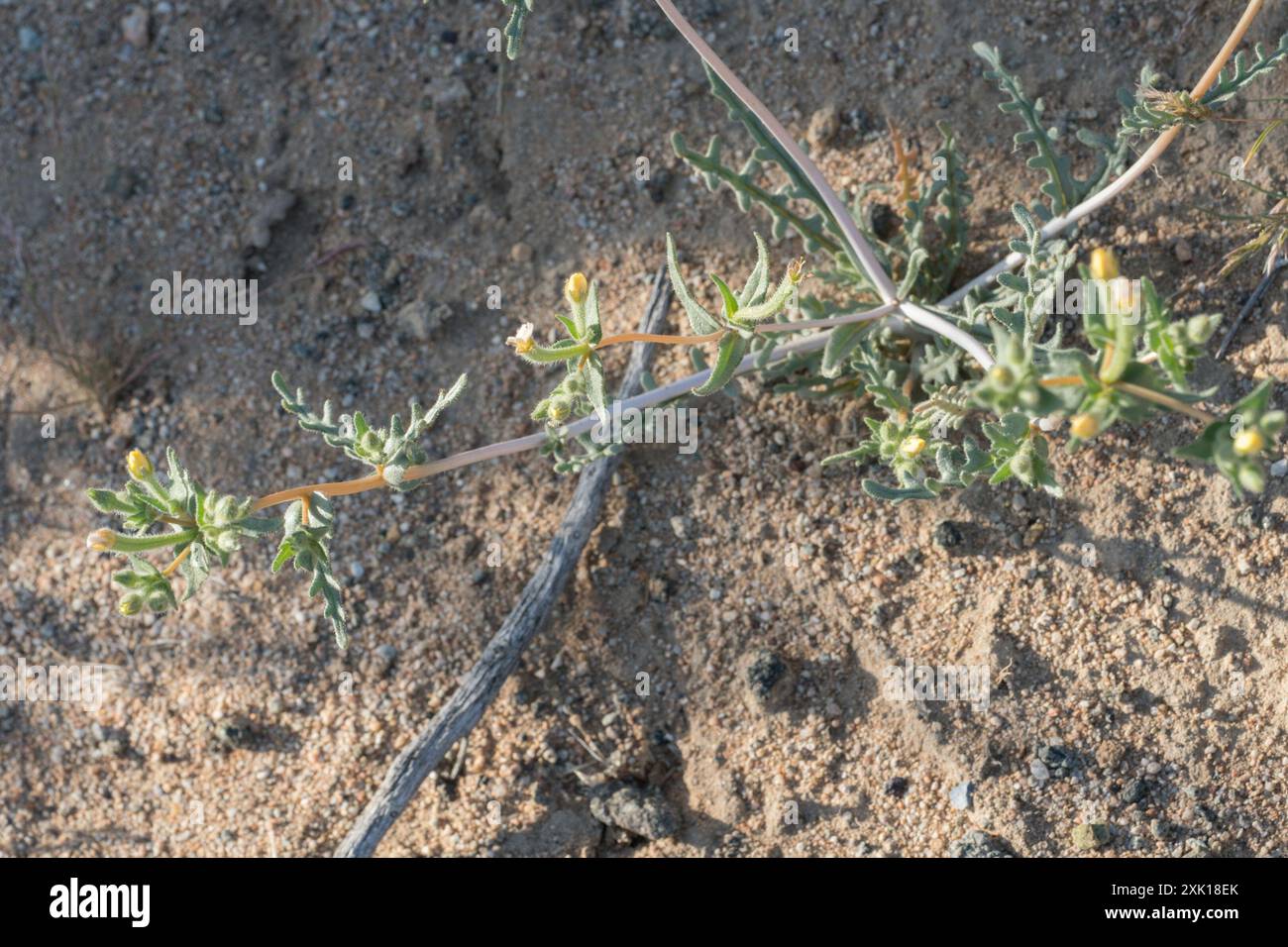 Blazingstars (Mentzelia) Plantae Stock Photo - Alamy