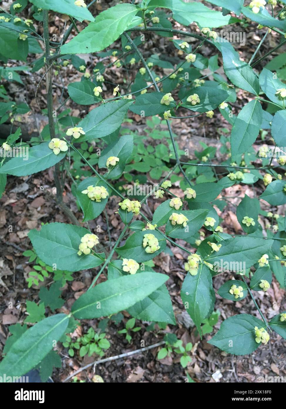 strawberry bush (Euonymus americanus) Plantae Stock Photo - Alamy