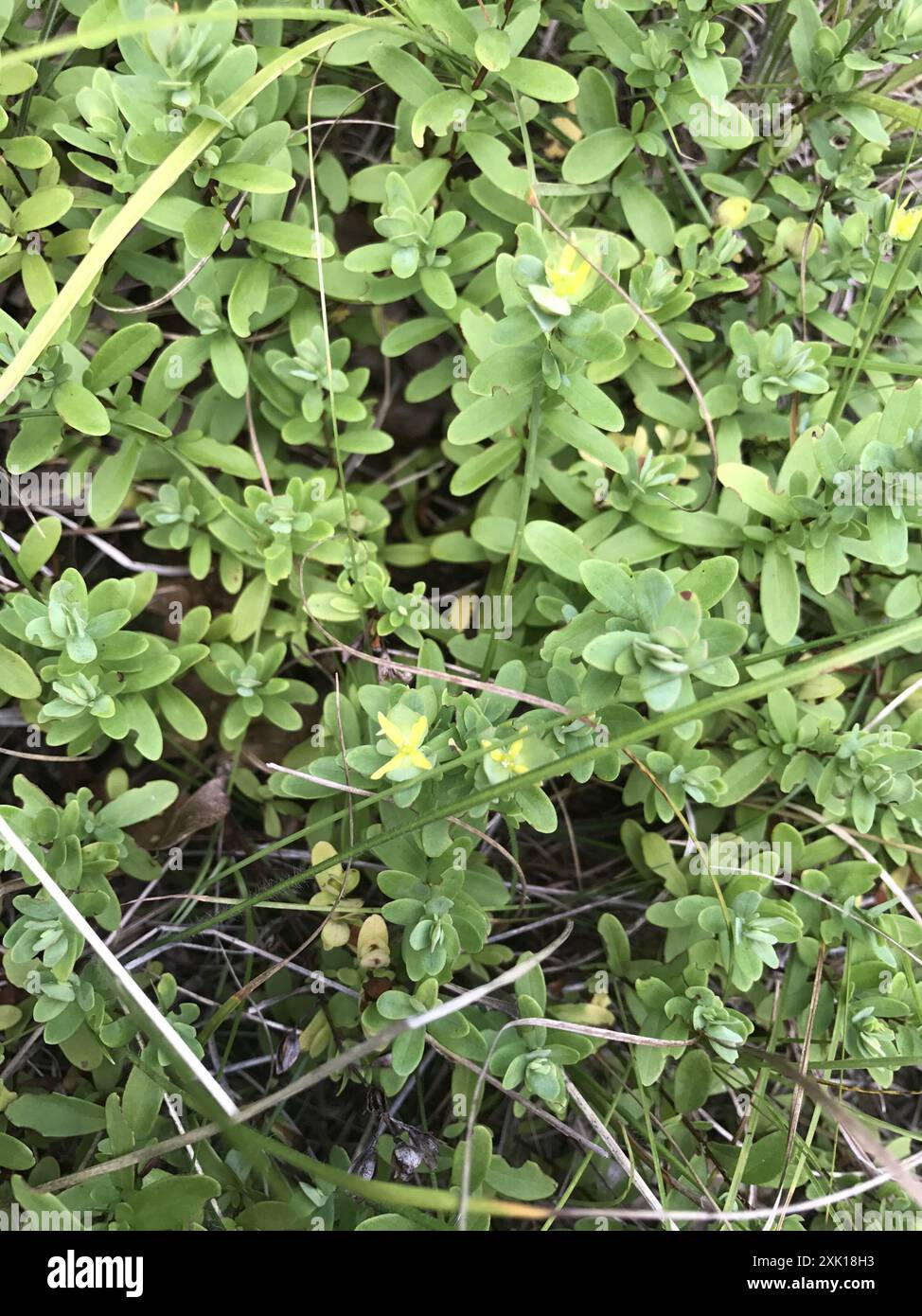 low St. John's wort (Hypericum stragulum) Plantae Stock Photo - Alamy
