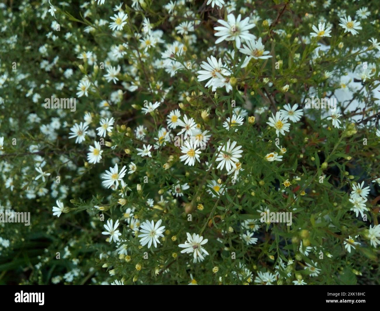 American asters (Symphyotrichum) Plantae Stock Photo - Alamy