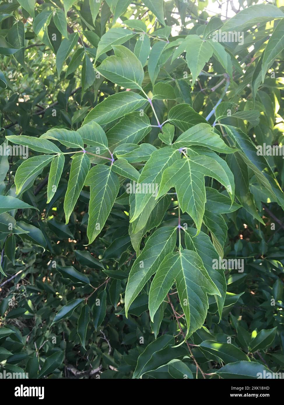 box elder (Acer negundo) Plantae Stock Photo - Alamy