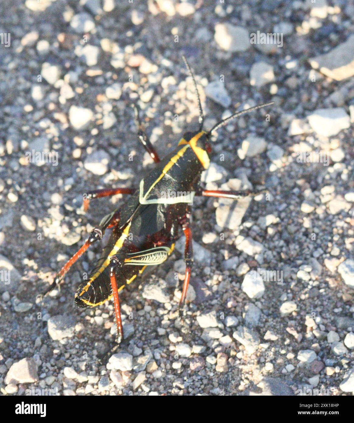 Horse Lubber Grasshopper (Romalea eques) Insecta Stock Photo - Alamy