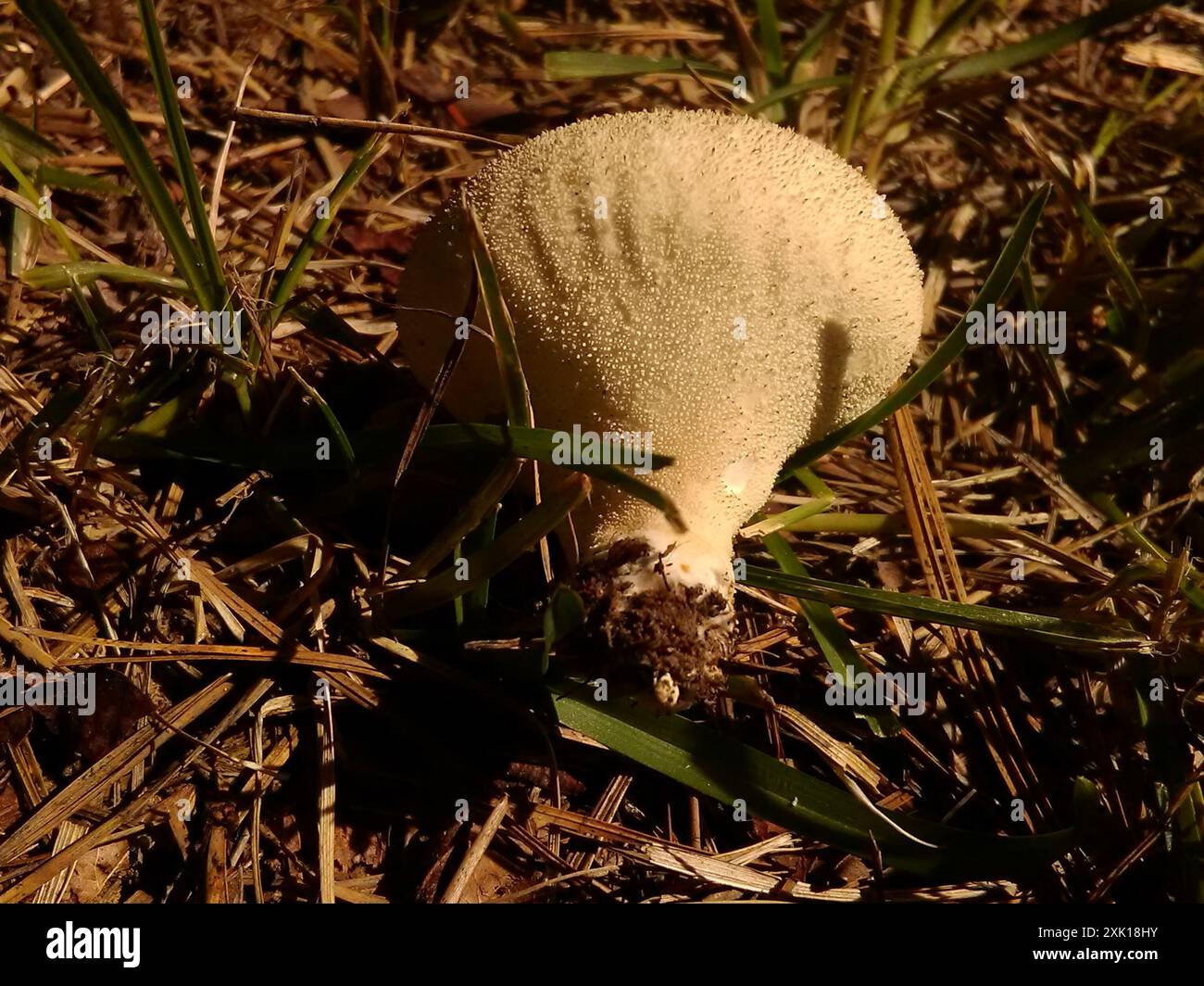 puffballs (Lycoperdaceae) Fungi Stock Photo - Alamy
