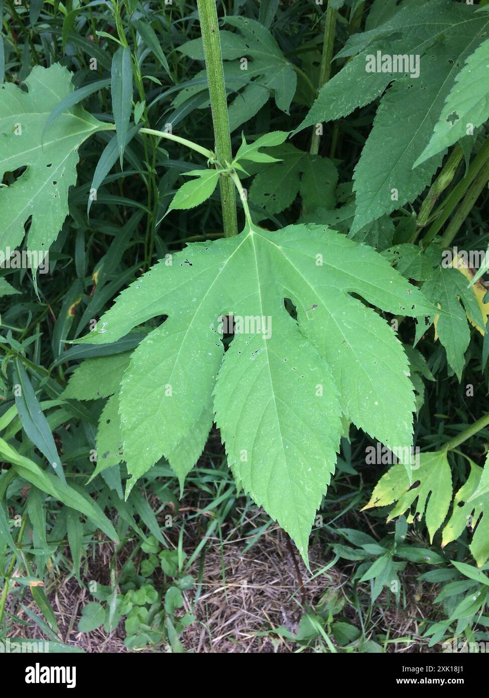 giant ragweed (Ambrosia trifida) Plantae Stock Photo - Alamy