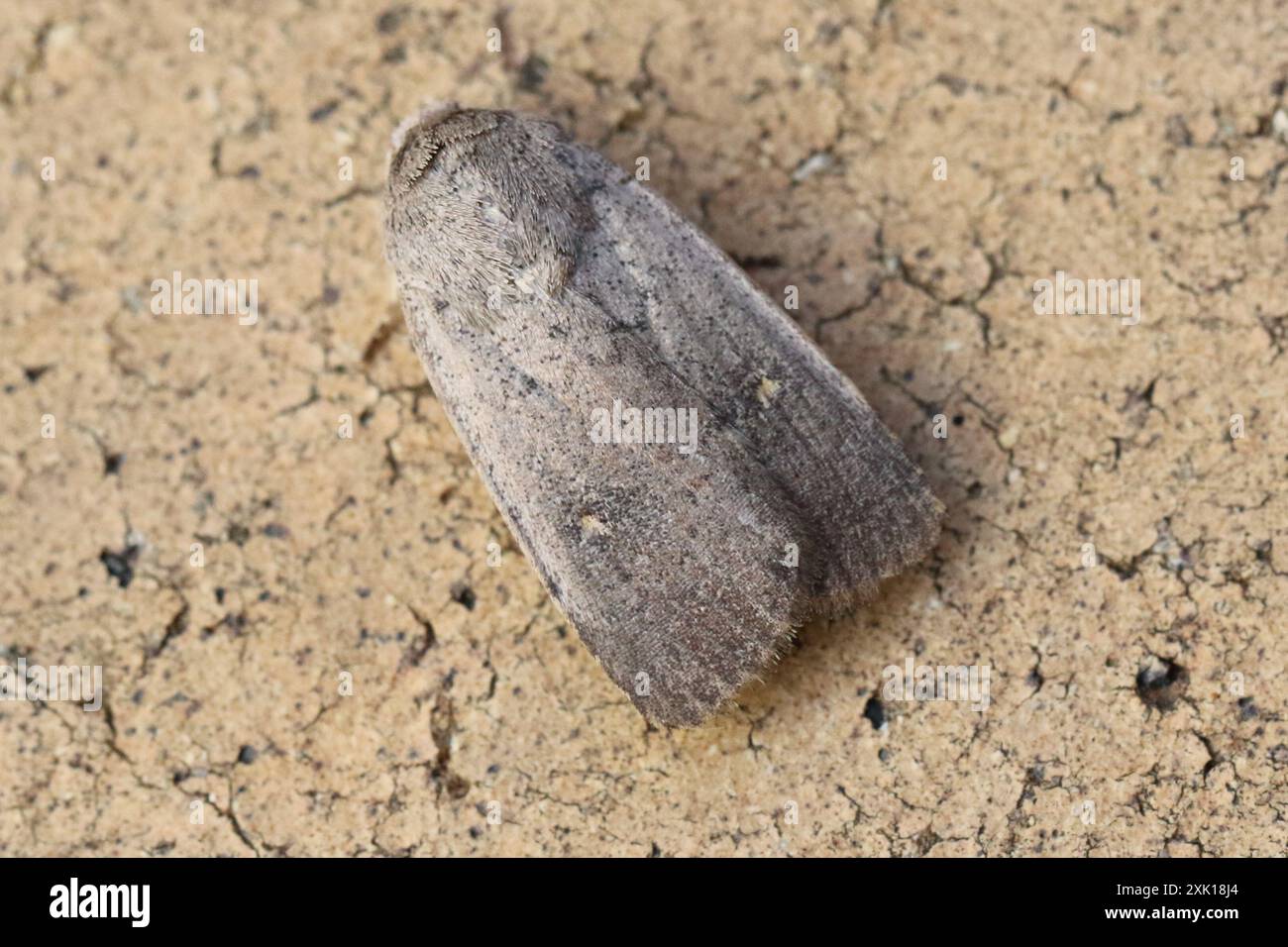 Horseshoe Noctuid (Proteuxoa tibiata) Insecta Stock Photo - Alamy