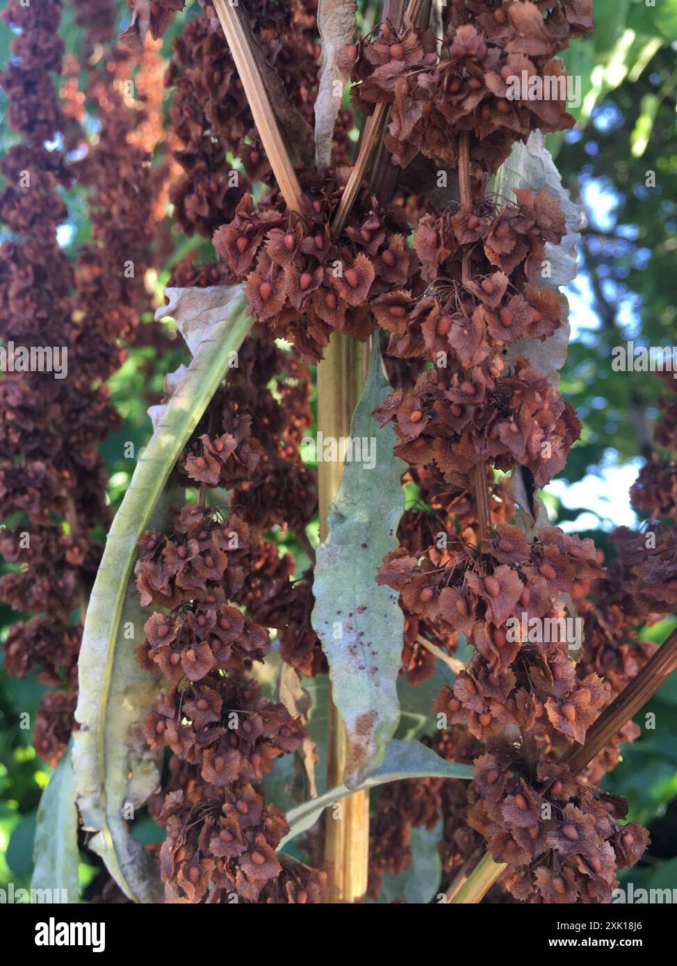 Patience Dock (Rumex patientia) Plantae Stock Photo - Alamy