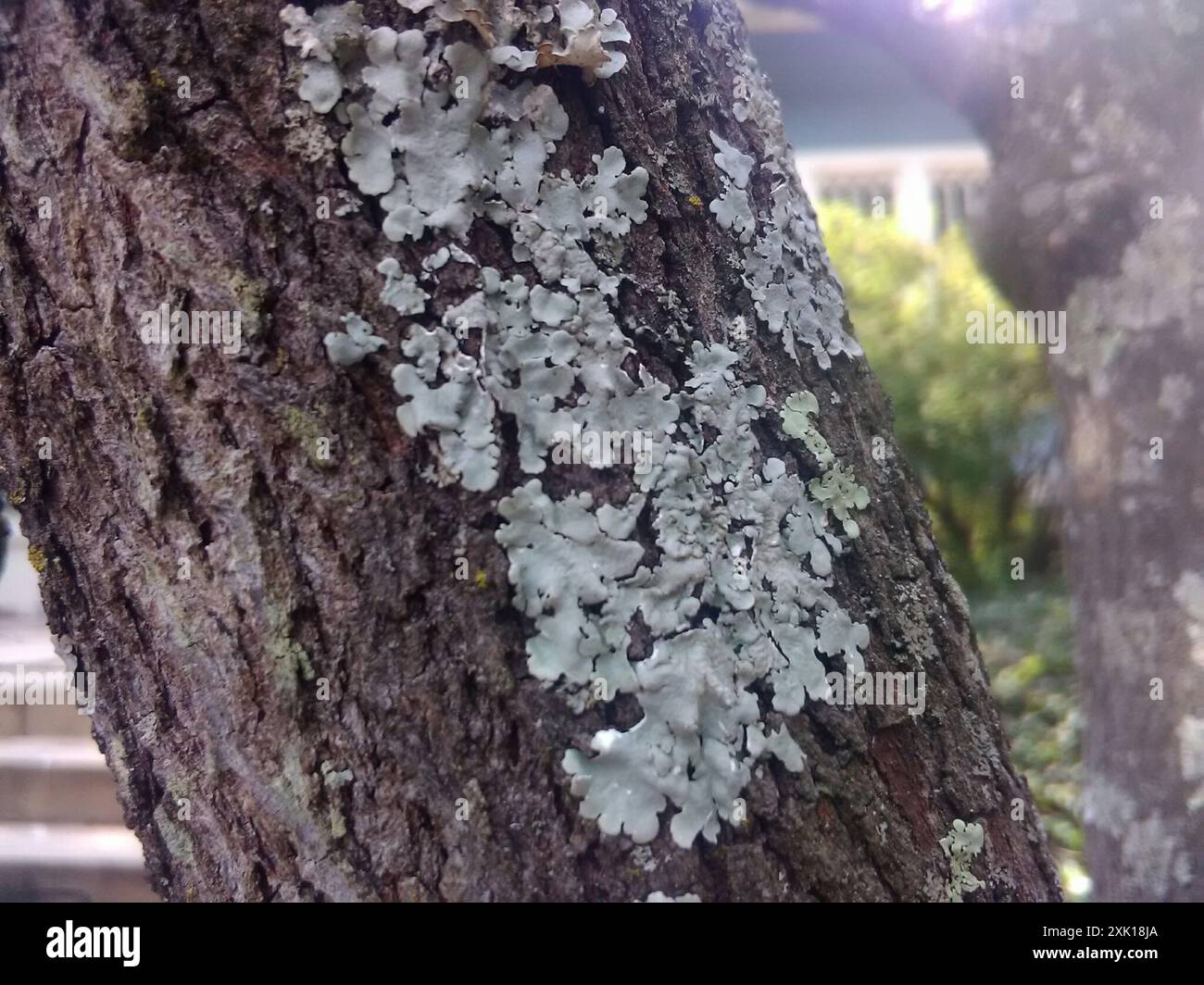 Powdery Axil-bristle Lichen (Myelochroa aurulenta) Fungi Stock Photo ...