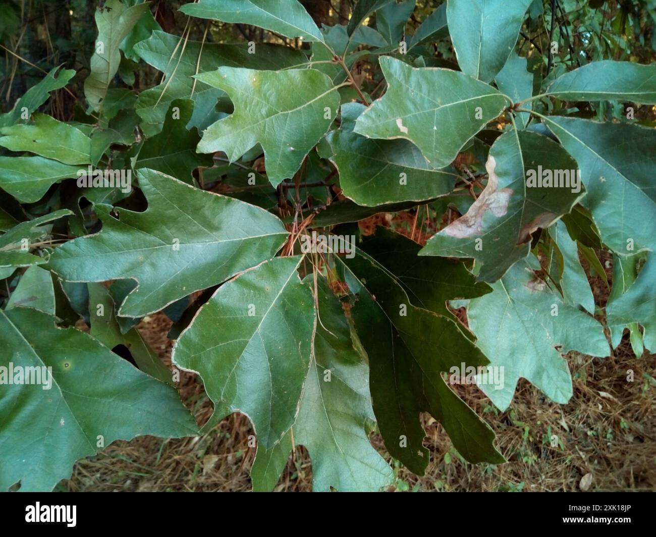 southern red oak (Quercus falcata) Plantae Stock Photo - Alamy
