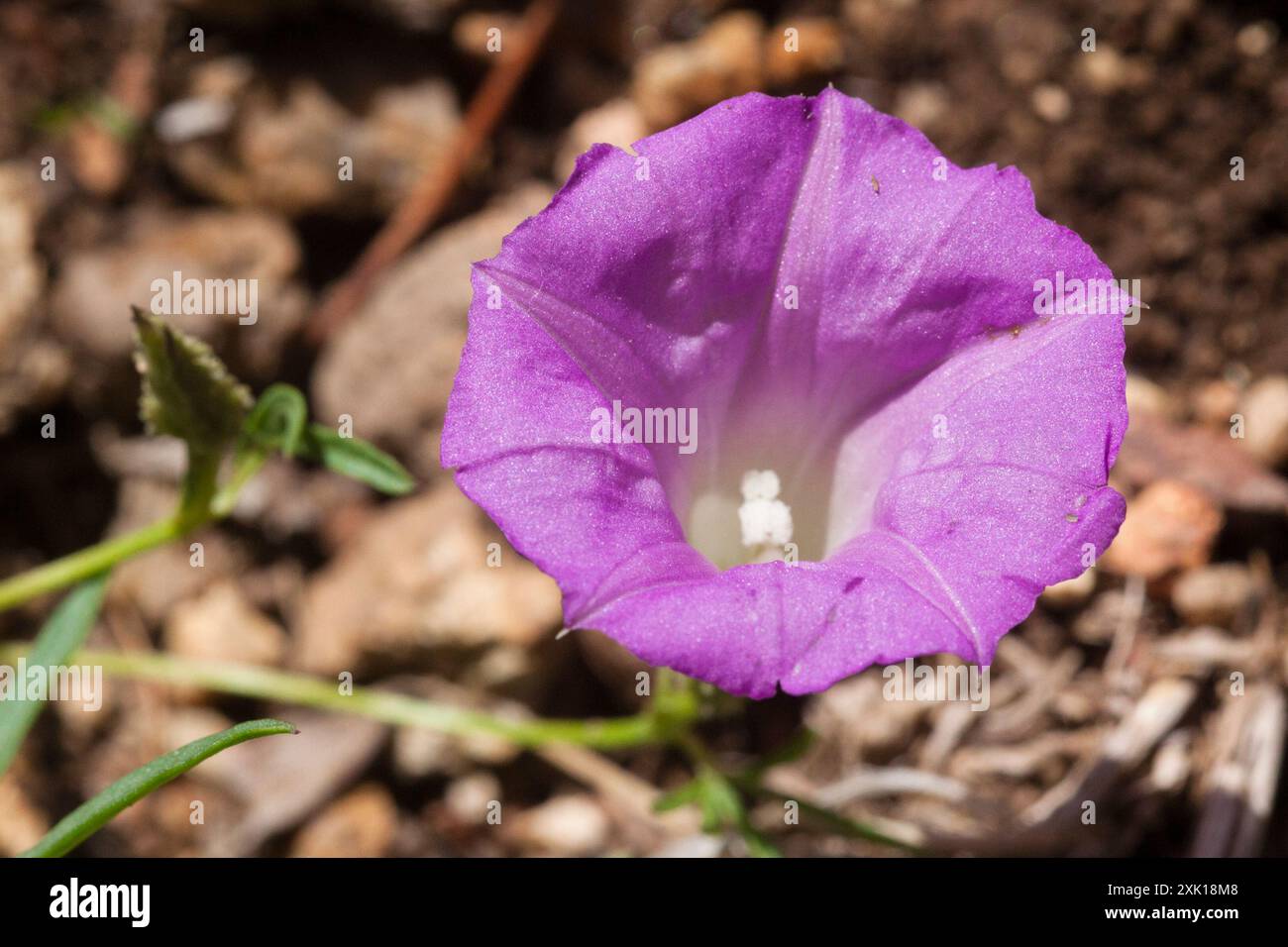 Huachuca Mountain morning glory (Ipomoea plummerae) Plantae Stock Photo ...