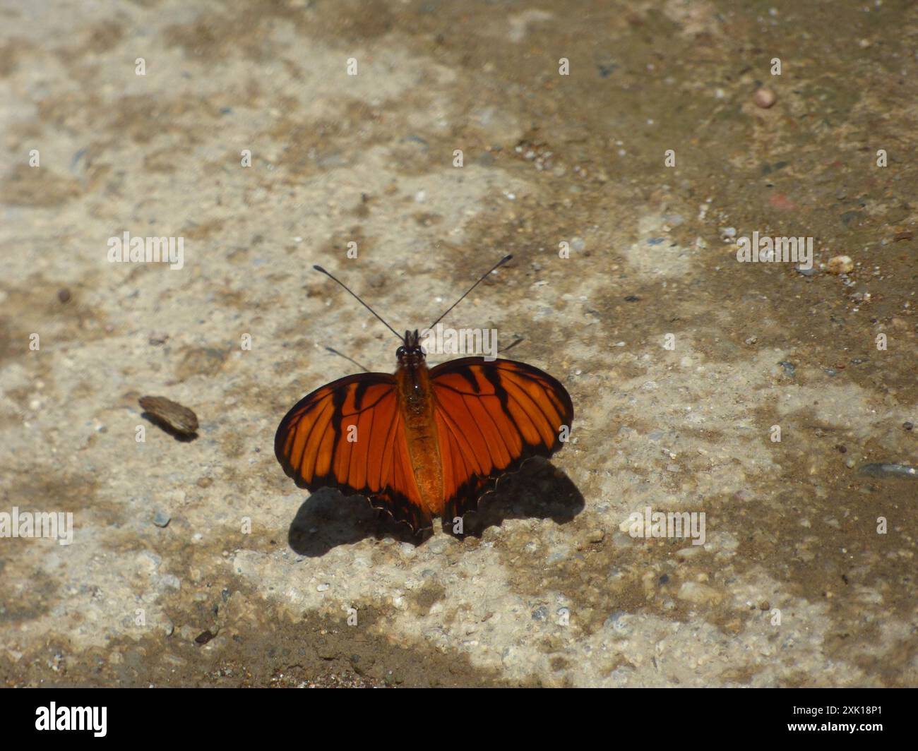 Juno Silverspot (Dione juno) Insecta Stock Photo - Alamy