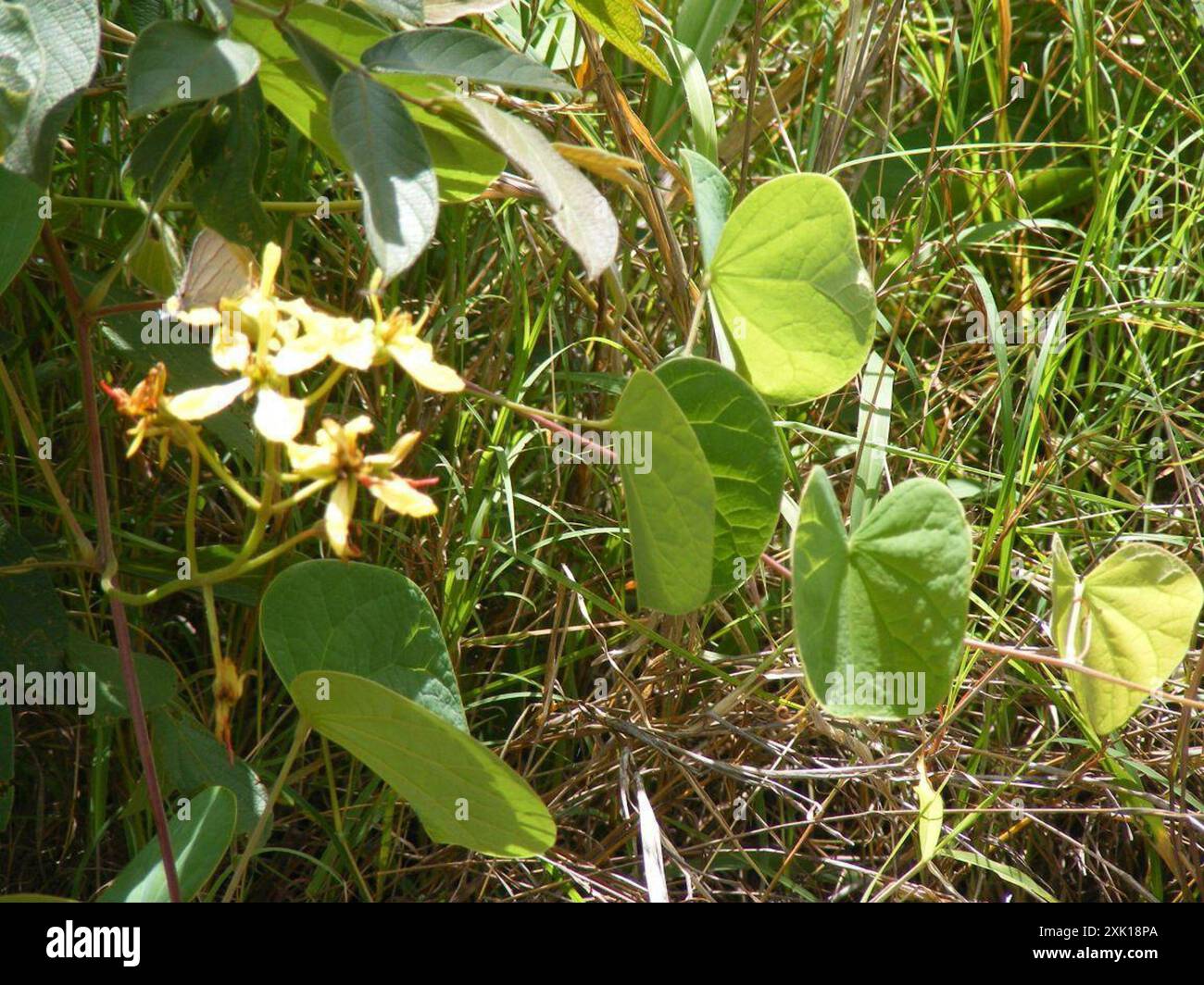 Creeping Bauhinia (Tylosema fassoglense) Plantae Stock Photo - Alamy
