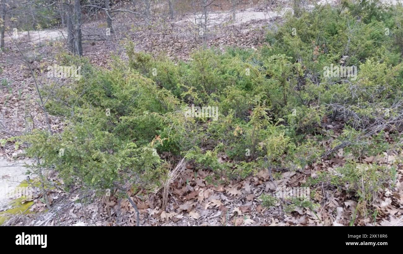 American common juniper (Juniperus communis depressa) Plantae Stock ...