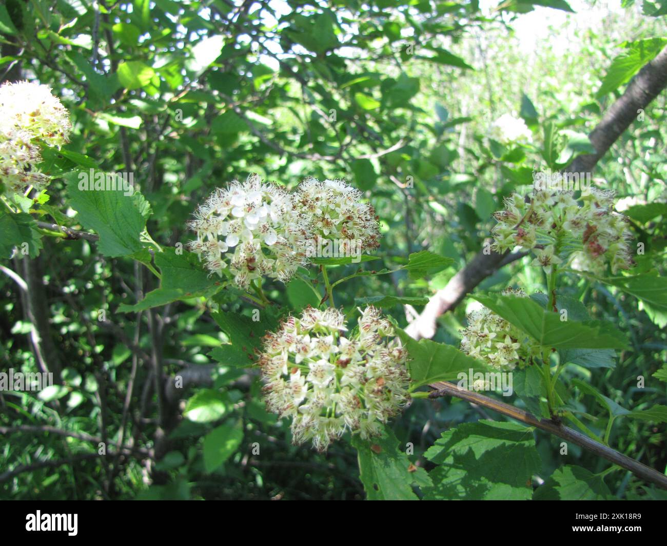 common ninebark (Physocarpus opulifolius) Plantae Stock Photo - Alamy