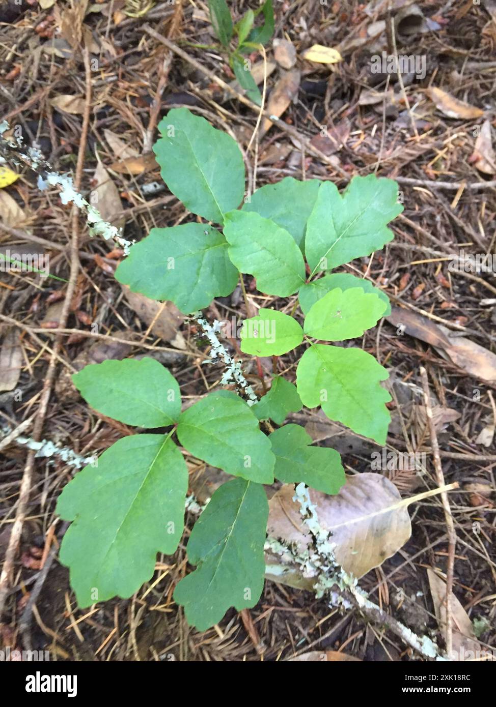 Pacific poison oak (Toxicodendron diversilobum) Plantae Stock Photo - Alamy