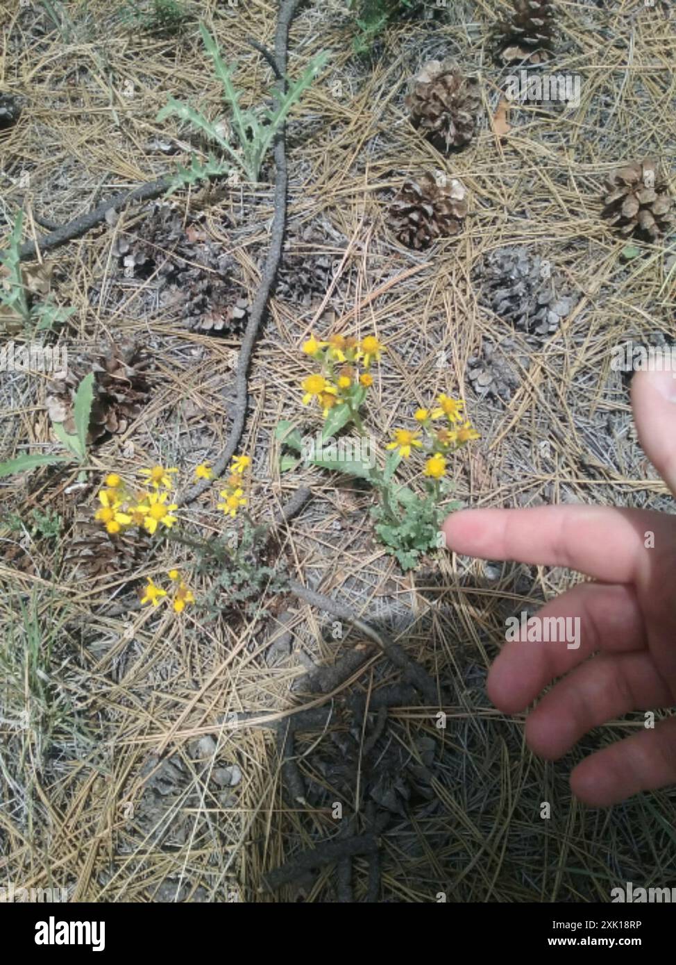 Lobeleaf Groundsel (Packera multilobata) Plantae Stock Photo - Alamy