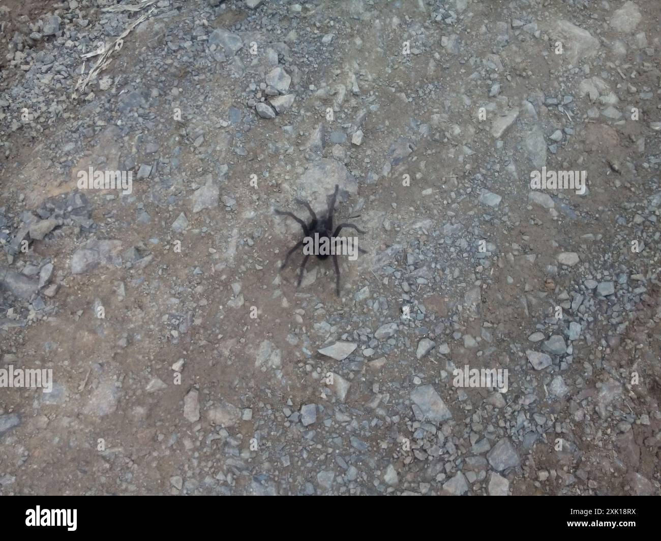 Tarantulas (Theraphosidae) Arachnida Stock Photo - Alamy