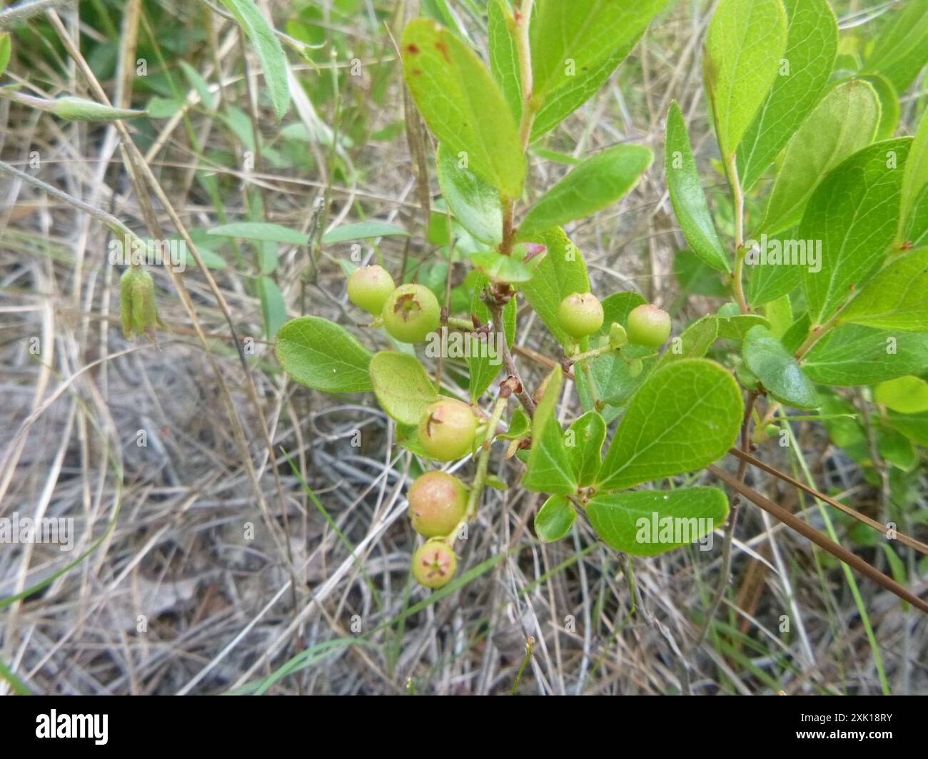 dwarf huckleberry (Gaylussacia dumosa) Plantae Stock Photo - Alamy