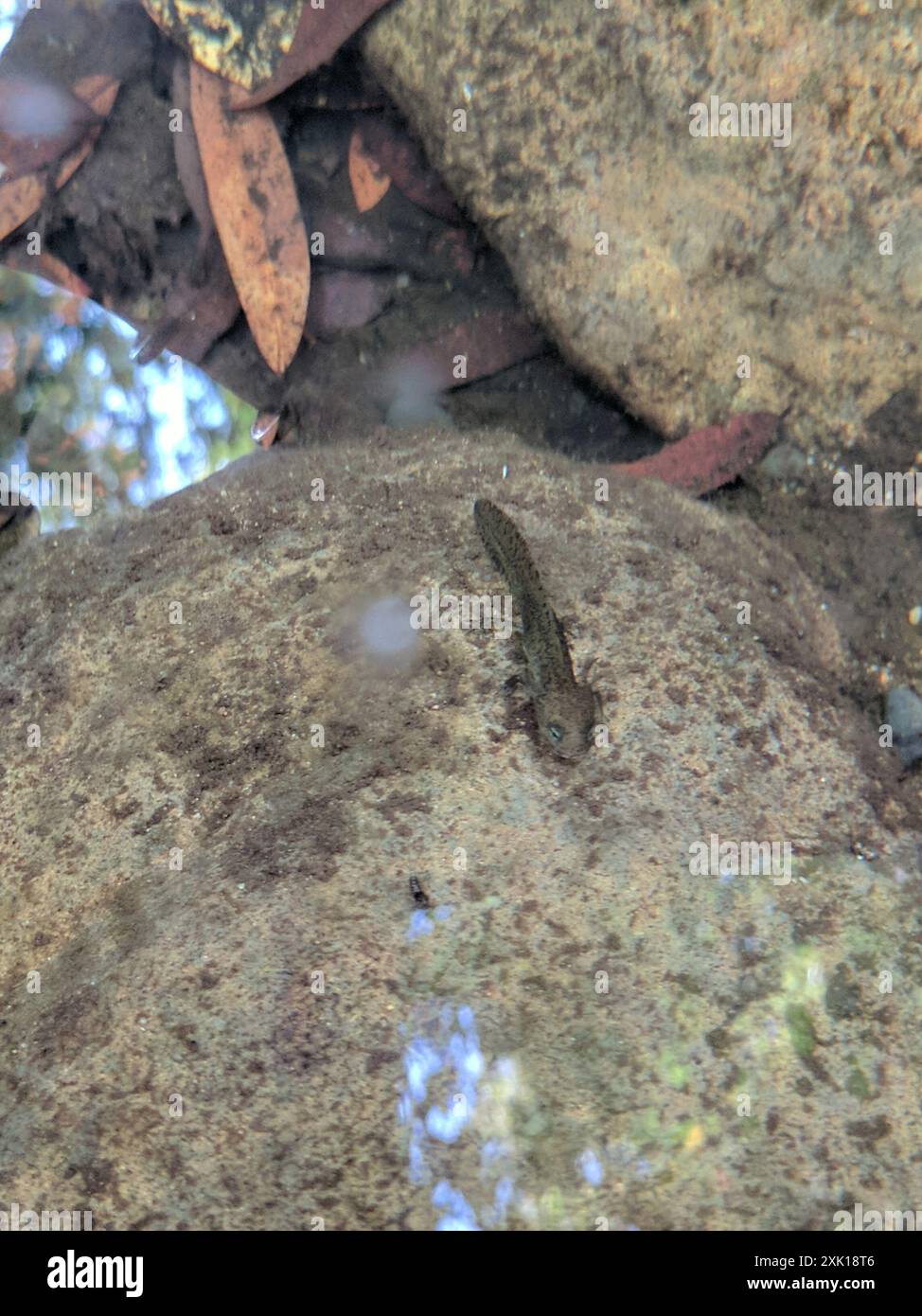 California Newt (Taricha torosa) Amphibia Stock Photo - Alamy