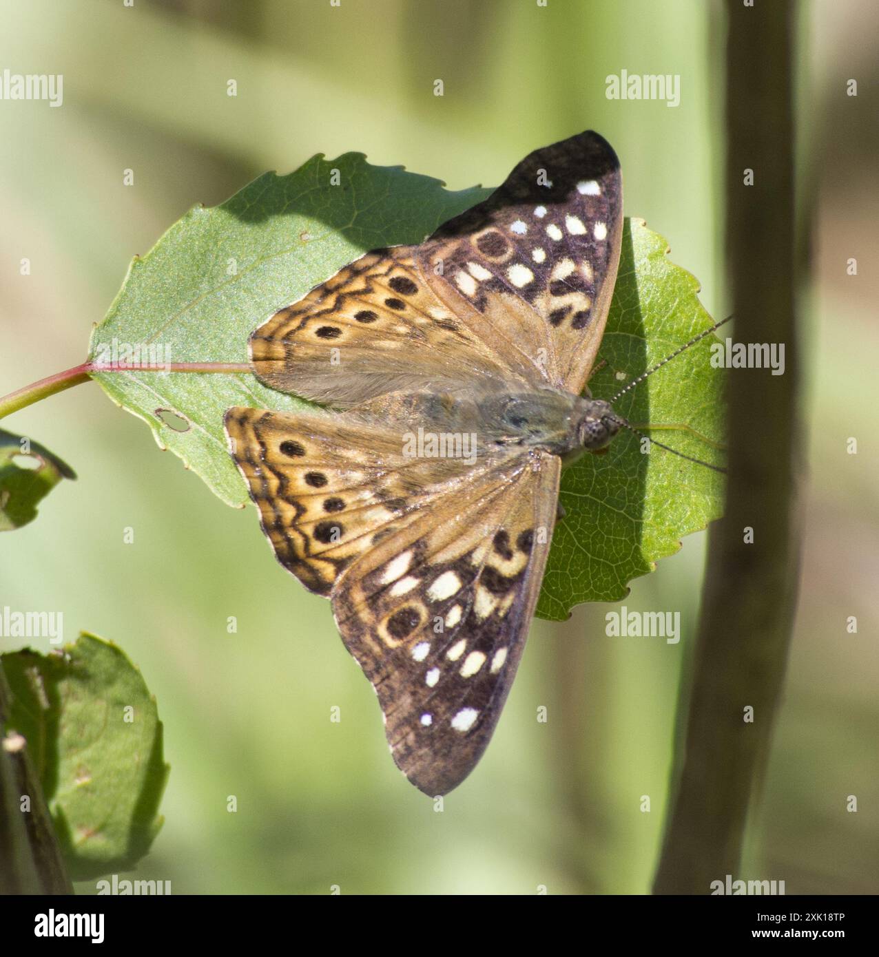 Hackberry Emperor (Asterocampa celtis) Insecta Stock Photo - Alamy