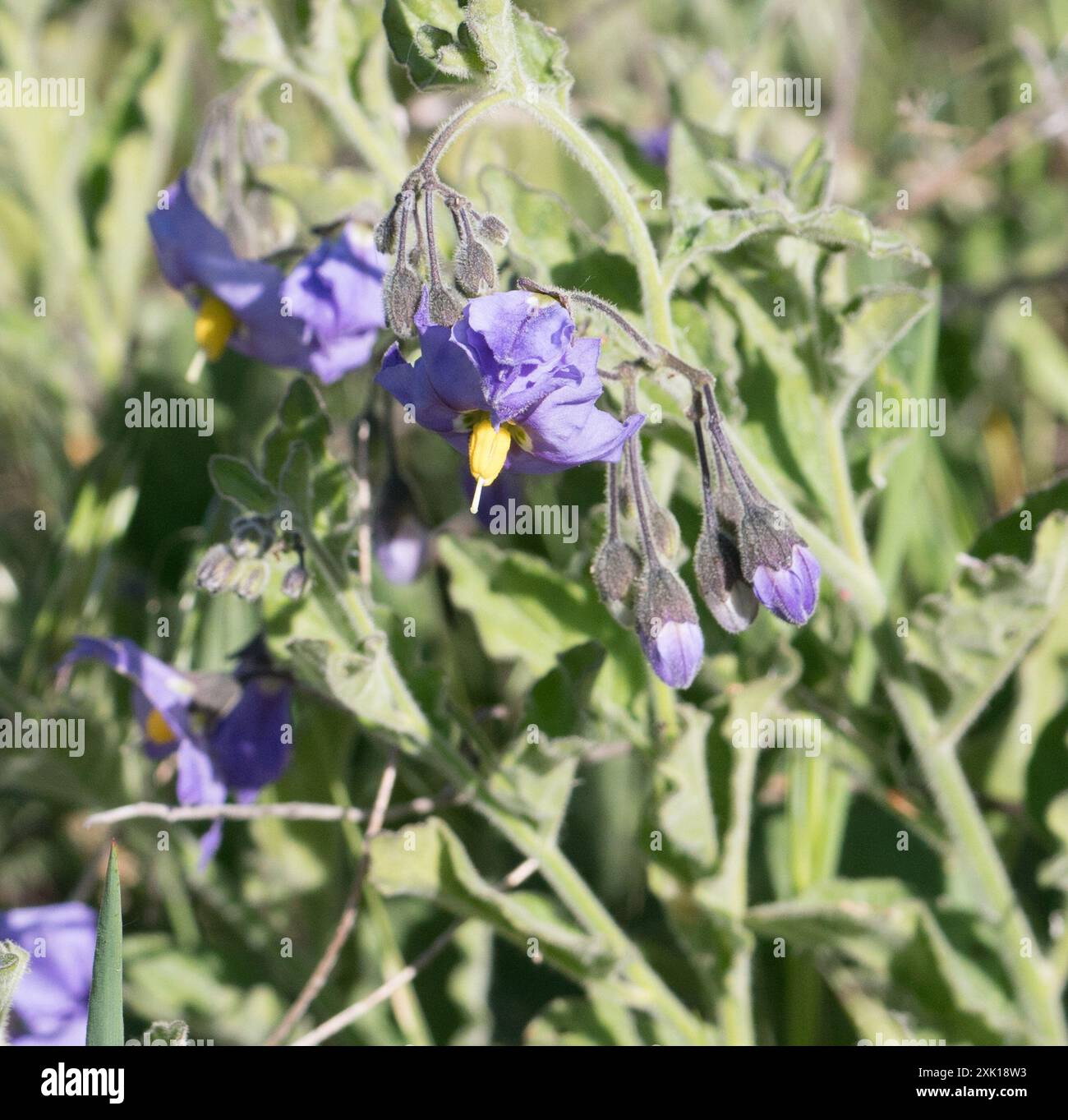 nightshades (Solanum) Plantae Stock Photo - Alamy