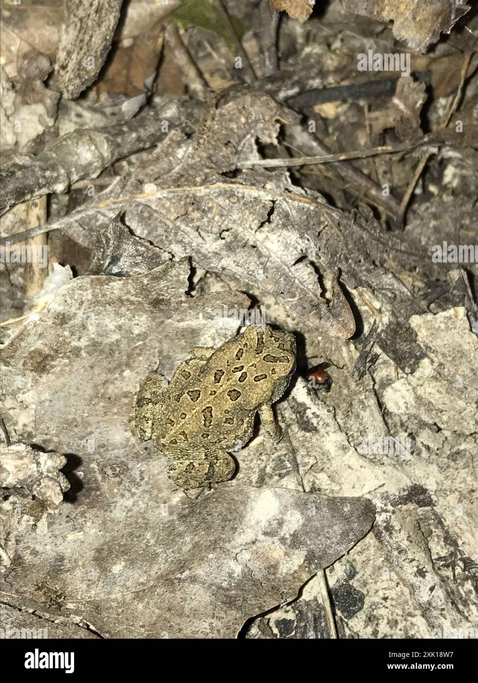 Fowler's Toad (Anaxyrus fowleri) Amphibia Stock Photo - Alamy
