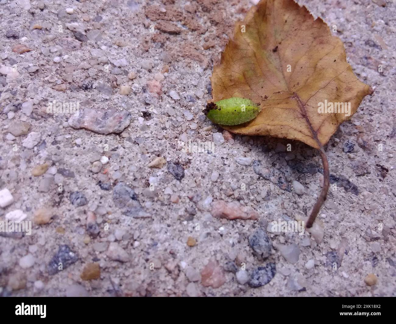 Slug Caterpillar Moths (Limacodidae) Insecta Stock Photo - Alamy