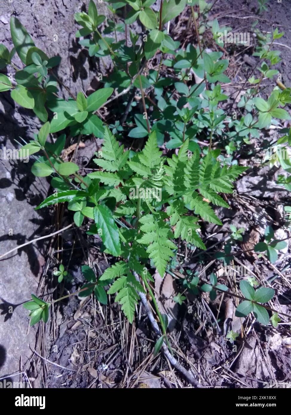 rattlesnake fern (Botrypus virginianus) Plantae Stock Photo - Alamy