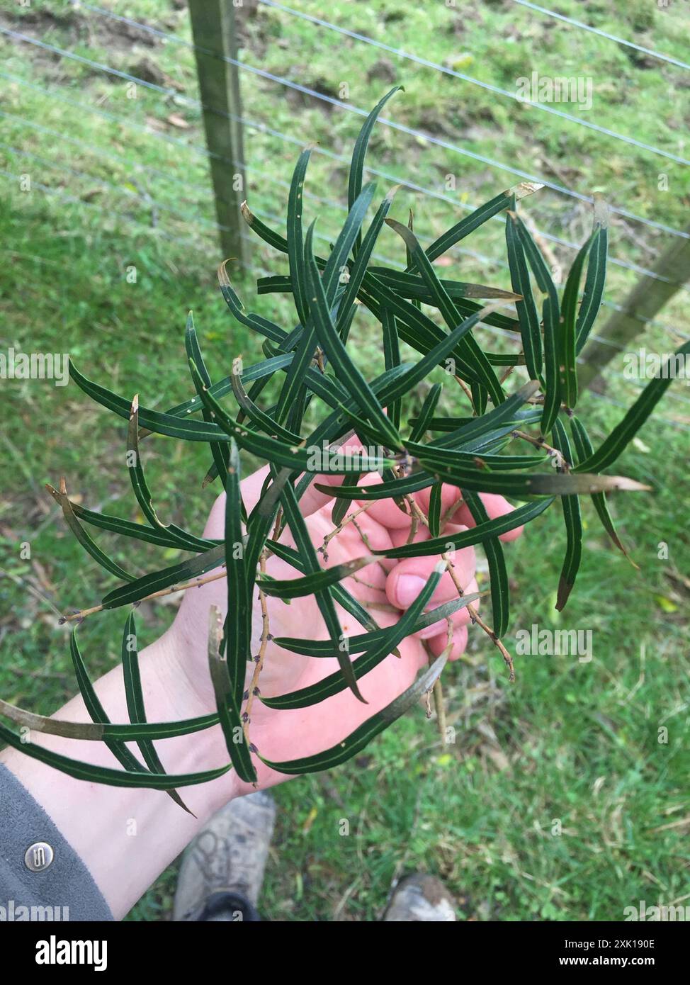 Narrow leaved maire (Nestegis montana) Plantae Stock Photo - Alamy