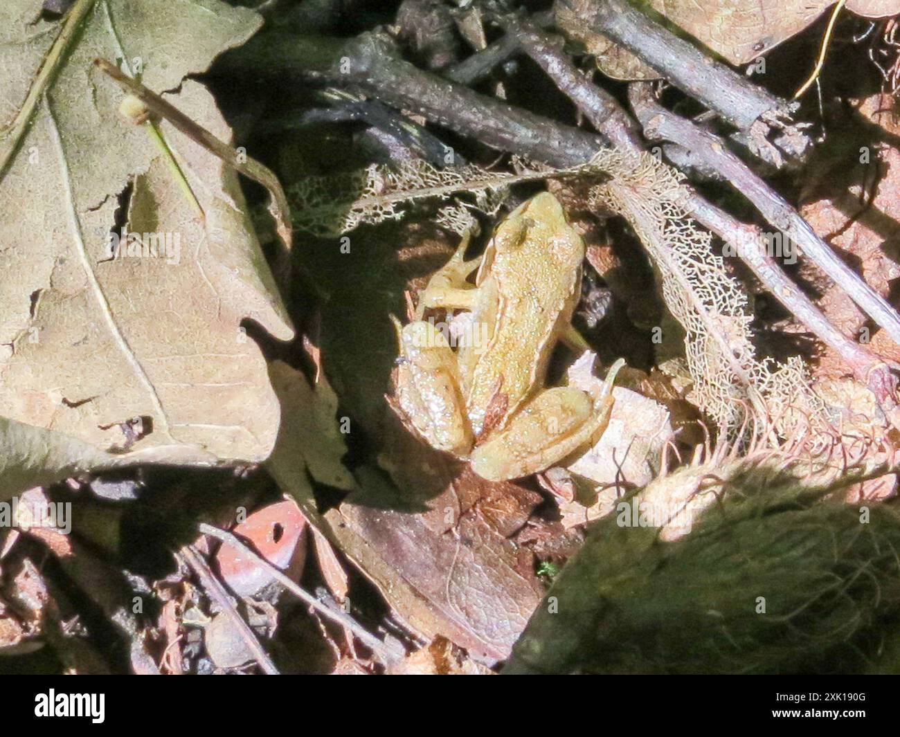 Pond Frogs (Rana) Amphibia Stock Photo - Alamy