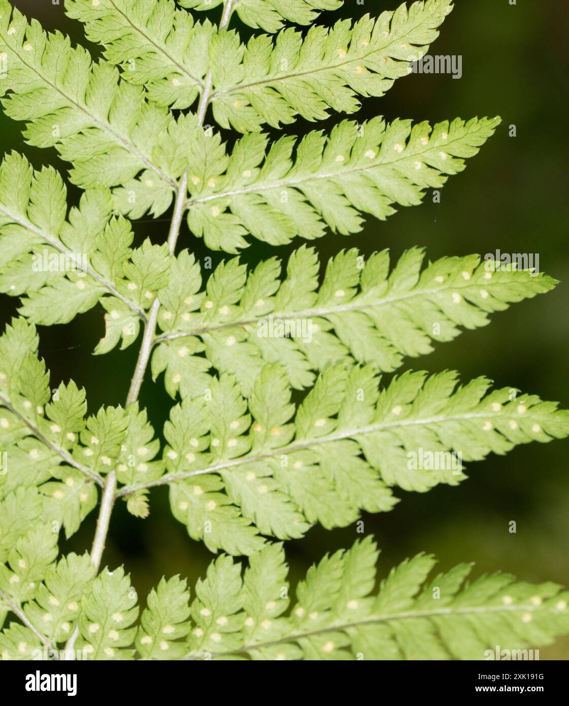 spreading wood fern (Dryopteris expansa) Plantae Stock Photo - Alamy