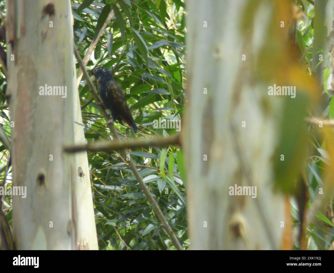 Bronze-winged Parrot (Pionus chalcopterus) Aves Stock Photo - Alamy