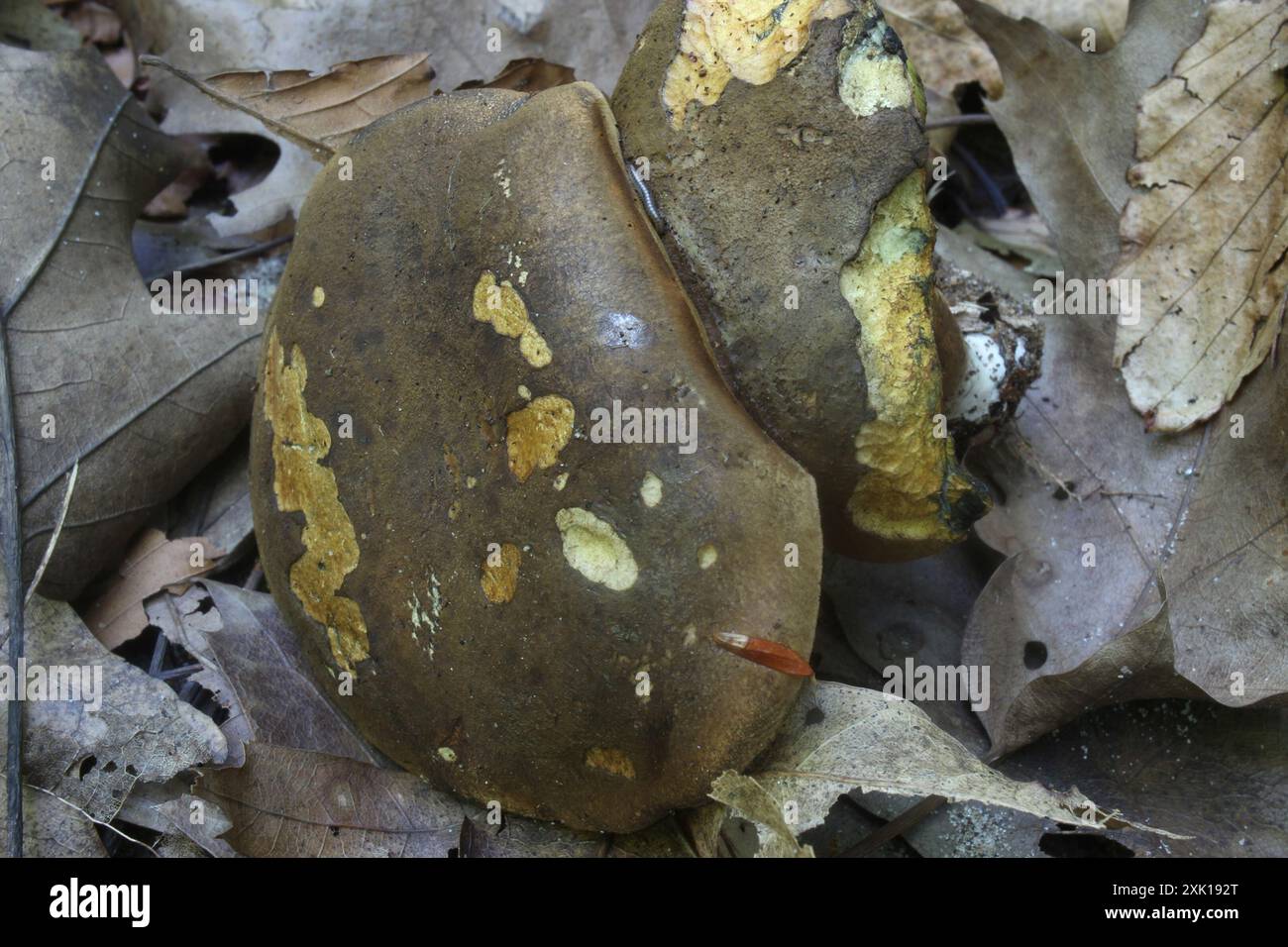 ink stain bolete (Cyanoboletus pulverulentus) Fungi Stock Photo - Alamy
