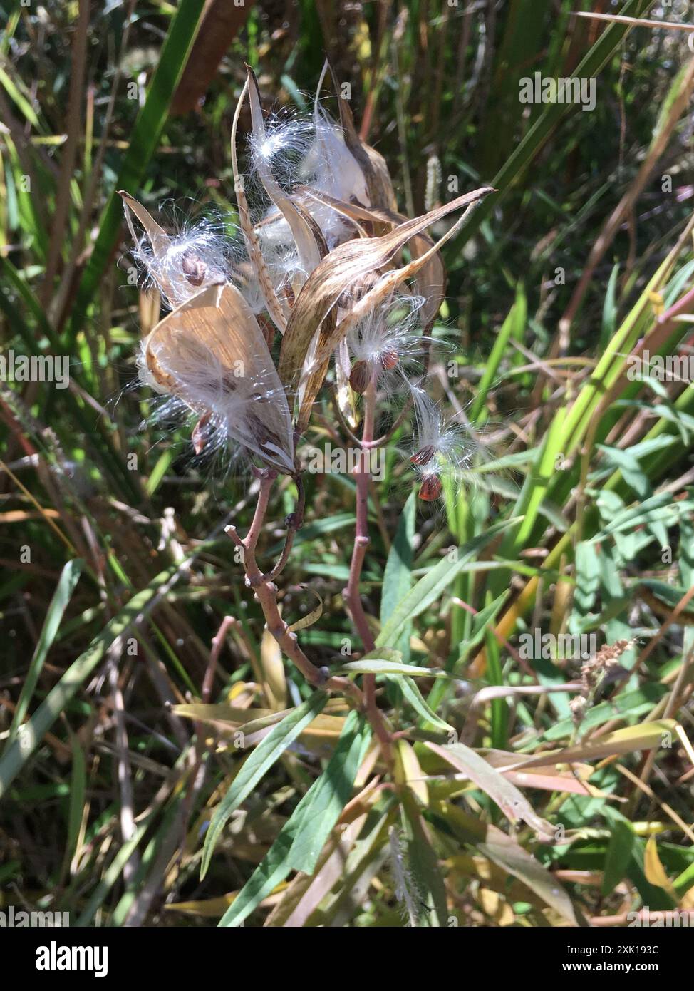 swamp milkweed (Asclepias incarnata) Plantae Stock Photo - Alamy