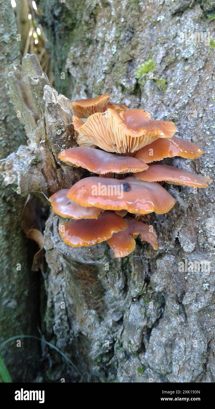 Velvet Foot (Flammulina velutipes) Fungi Stock Photo - Alamy