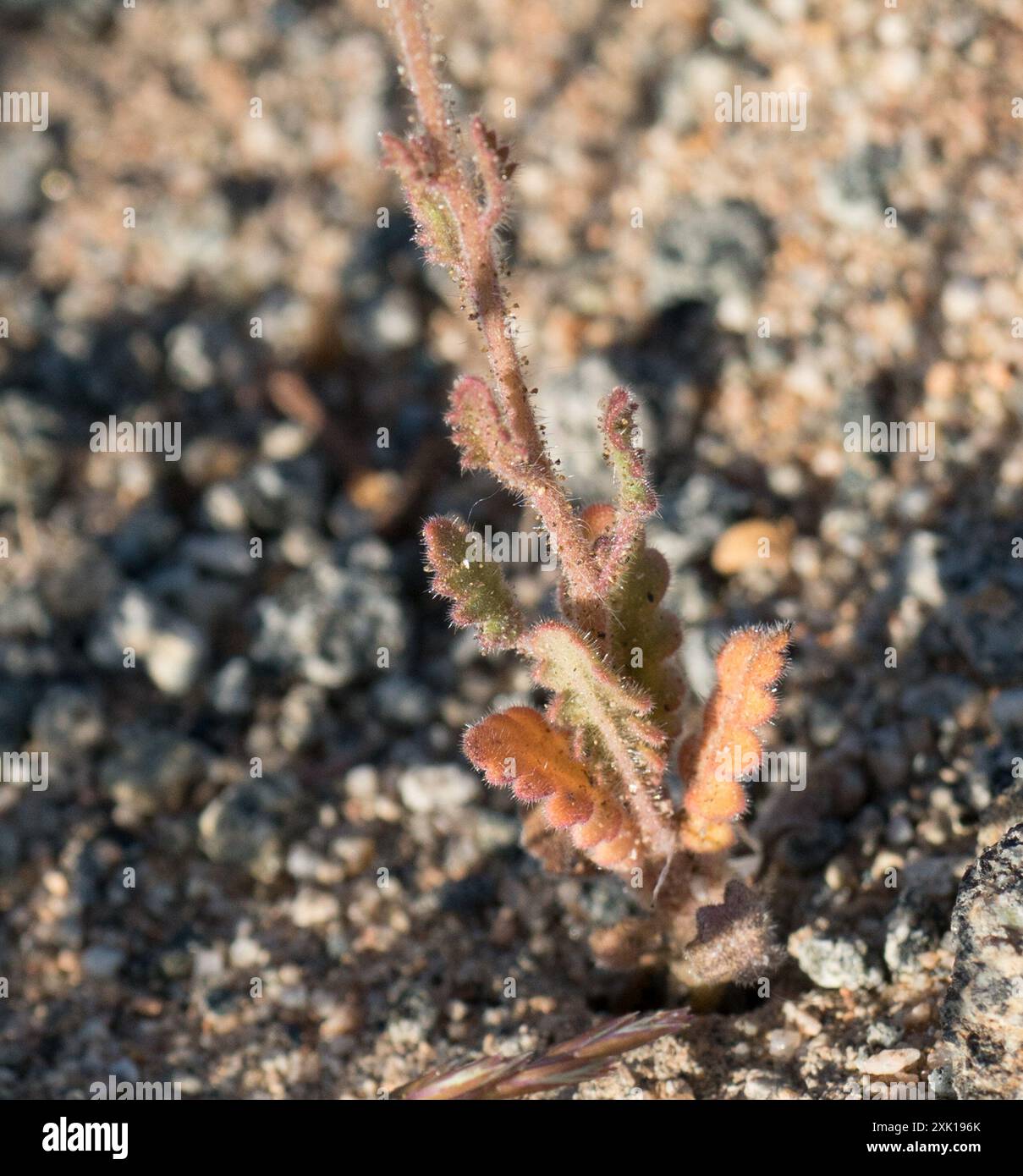 Notch-leaf Scorpionweed (Phacelia crenulata) Plantae Stock Photo - Alamy