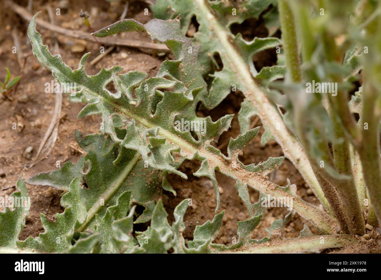 Western Hawksbeard (Crepis occidentalis) Plantae Stock Photo - Alamy