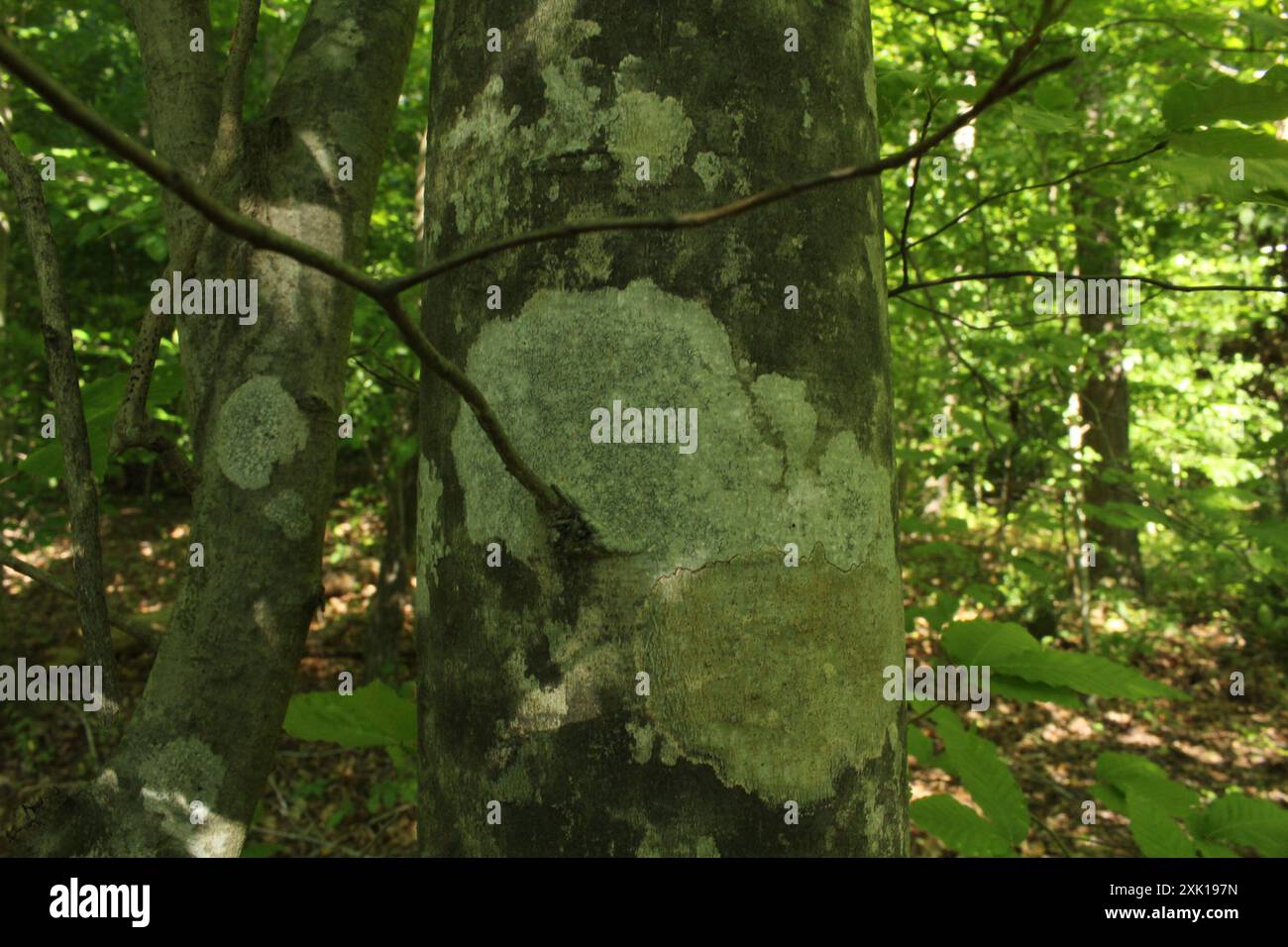 Common Script Lichen (Graphis scripta) Fungi Stock Photo - Alamy